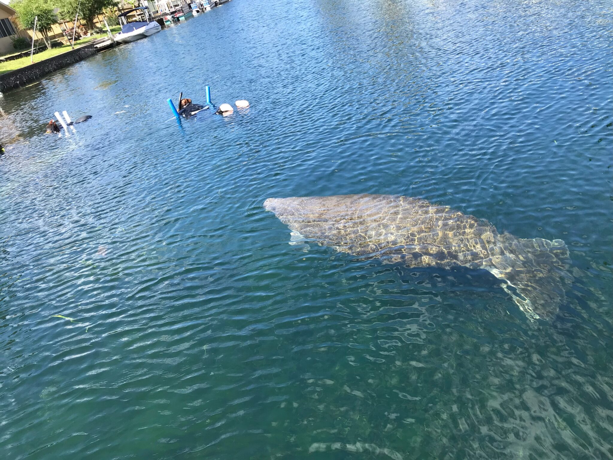 Crystal River Manatee Tours On Manatee Fun
