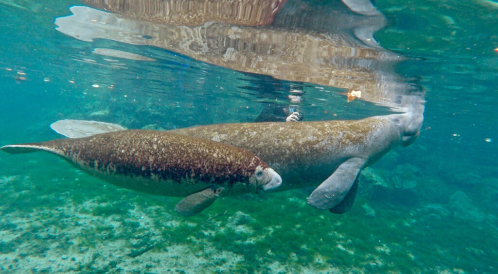 2hr Morning Tour - Private - Crystal River Manatee Fun